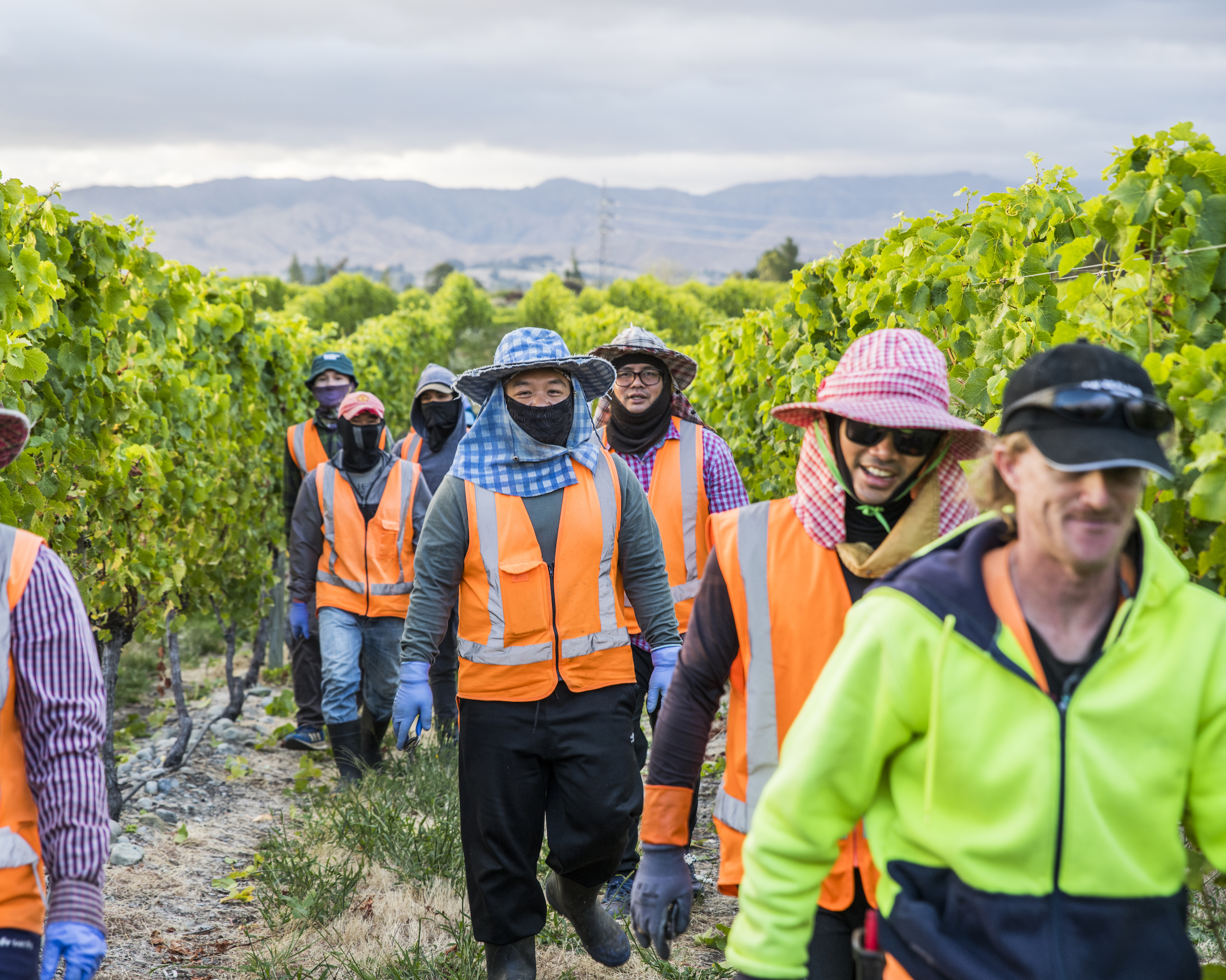 How NZ Winegrowers use Onside Intelligence to revolutionise biosecurity ...
