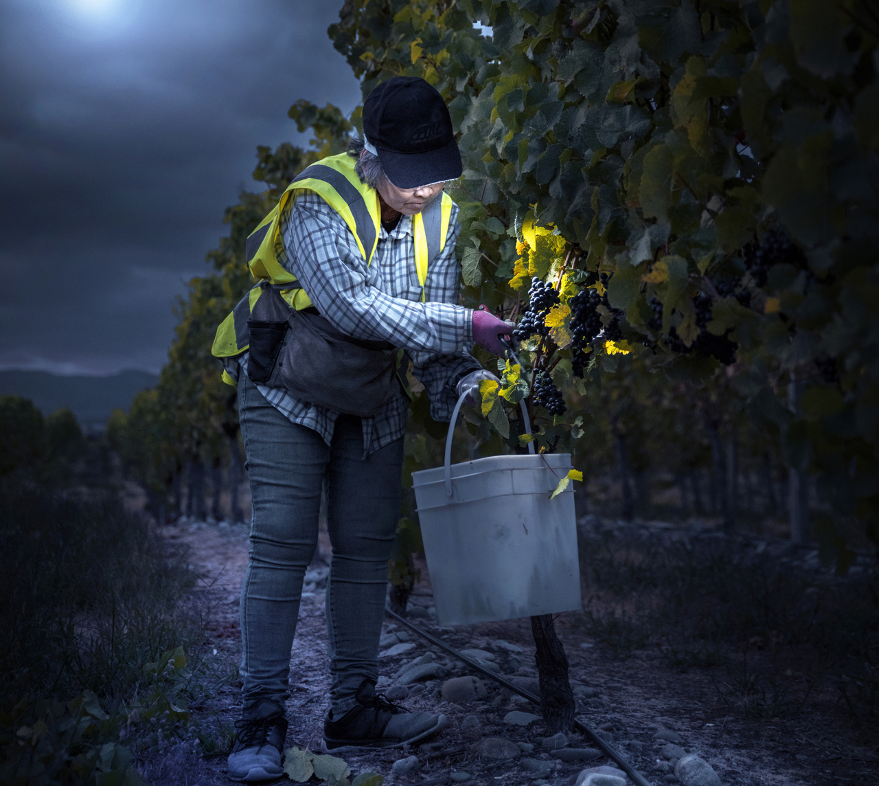 Vineyard Management Software: A Complete Guide